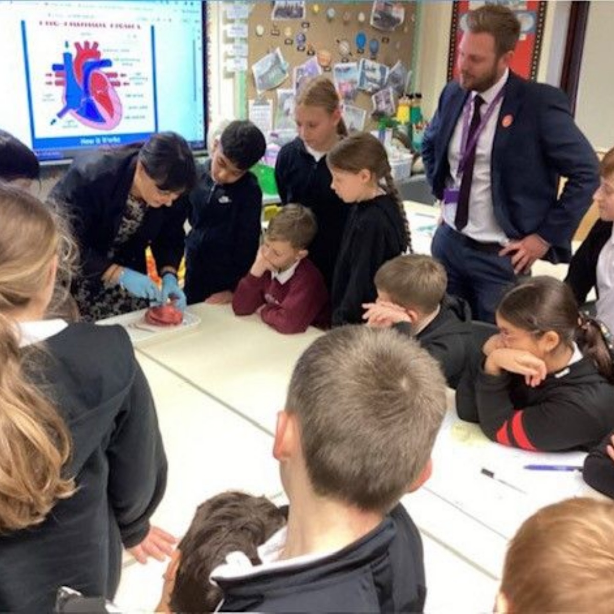 Holy Trinity RC Primary School - Science - Heart Dissection